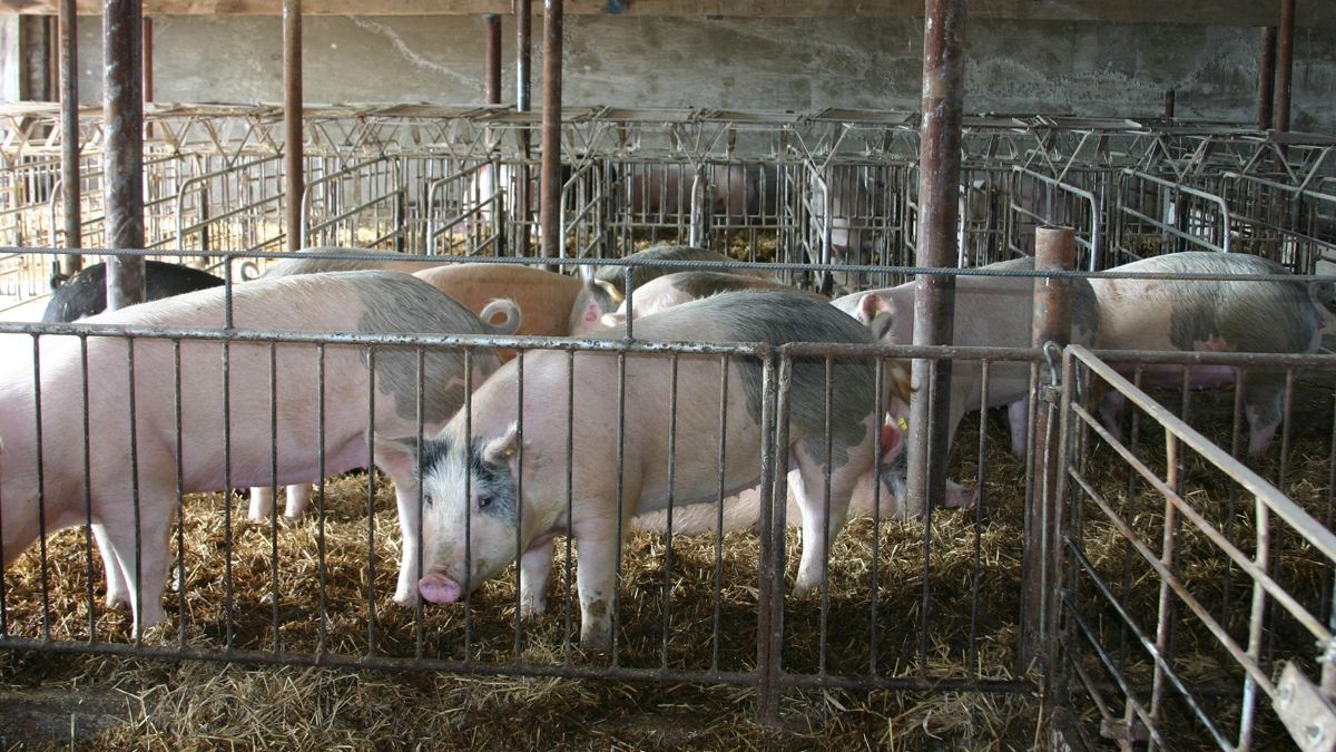 Las macrogranjas en España y la oportunidad del biogás - ProCycla ...